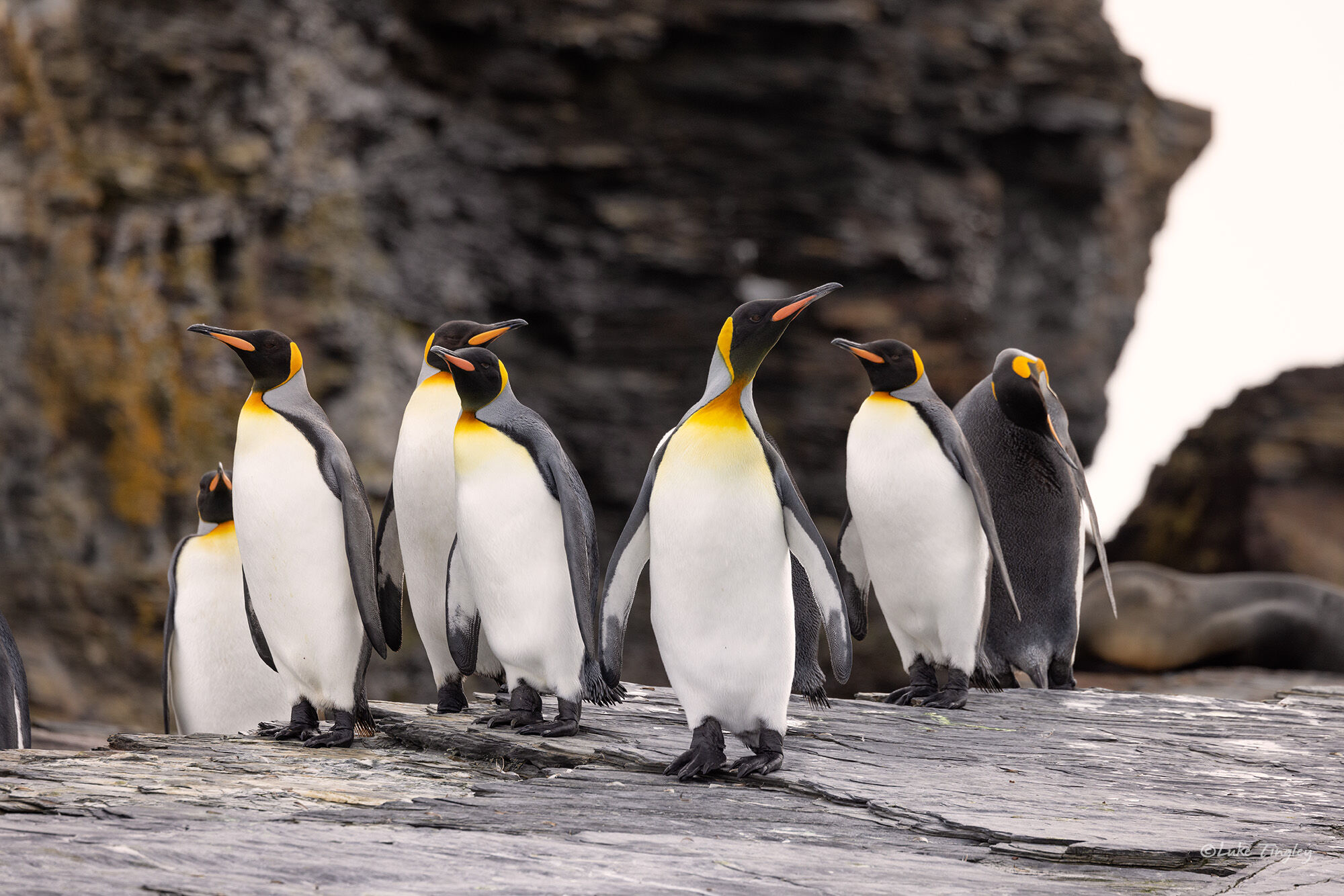 On Alert | St Andrews Bay, South Georgia, Island | Luke Tingley Photography